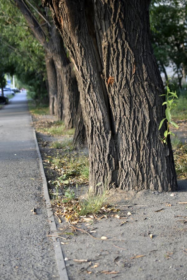 A Street in the City with Big Trees Stock Image - Image of light ...
