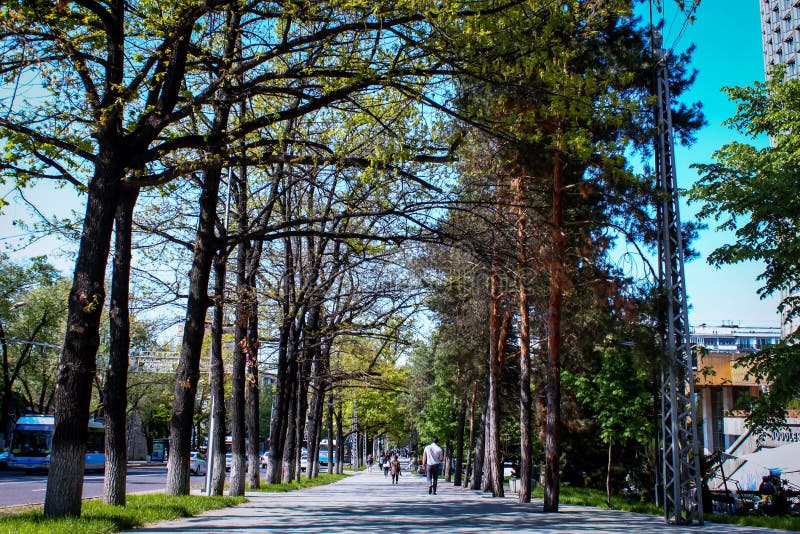 Street city trees day stock image. Image of city, trees - 149994607