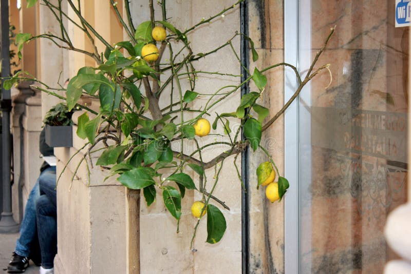 Street Corner with Lemon Tree Stock Photo - Image of green, lemon ...