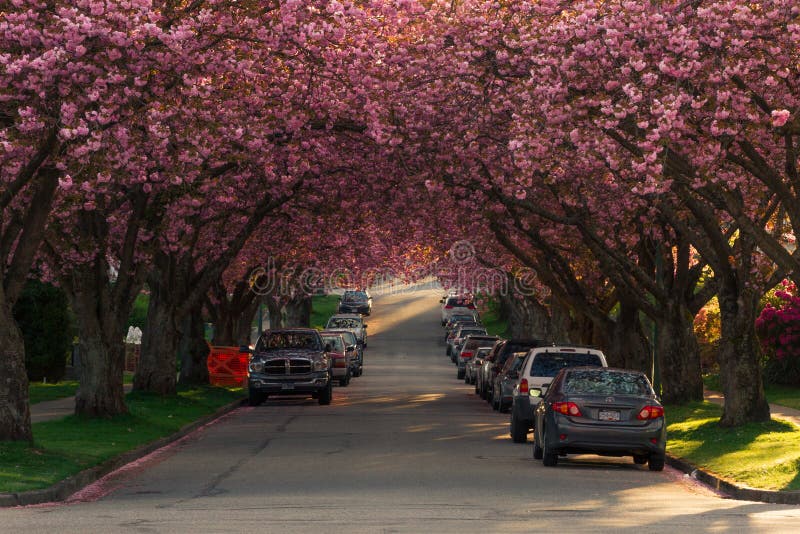 Street Covered in Colorful Cherry Blossom Tree Editorial Stock Photo ...