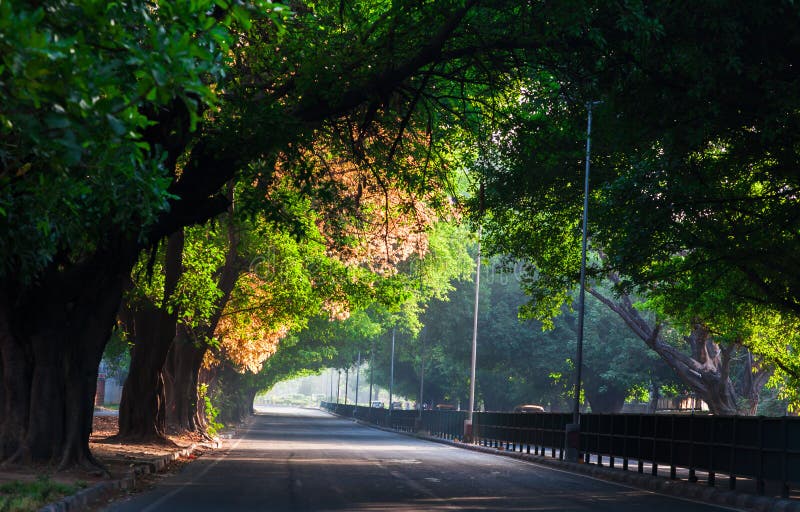 Street covered with trees. stock image. Image of branch - 71139133