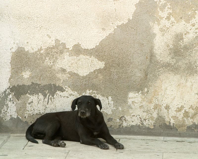 How Many Stray Dogs Are In Mexico