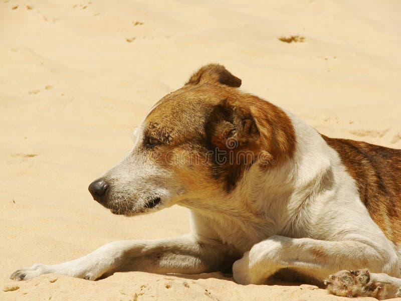 Street Dog stock photo. Image of central, laying, animal - 4152178