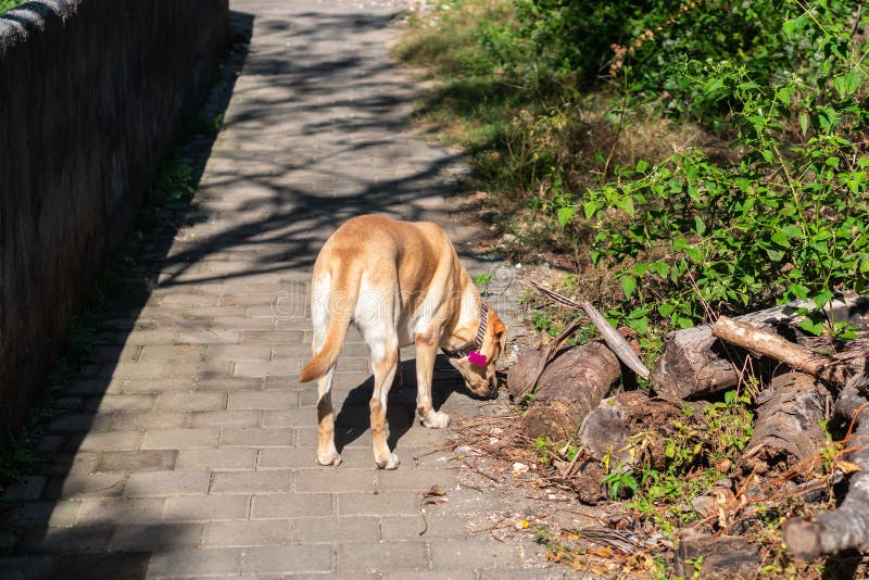 Street dog in Bali stock photo. Image of young, beautiful - 192967636