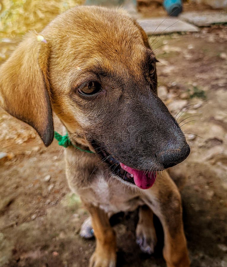 Street Dog stock photo. Image of wildlifephotography - 186088048