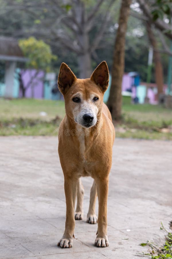 Street dog looking stock photo. Image of life, people - 236716586