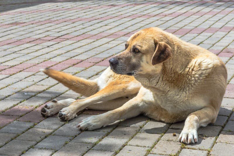 Street Dog stock photo. Image of pets, outdoor, doggy - 65006190