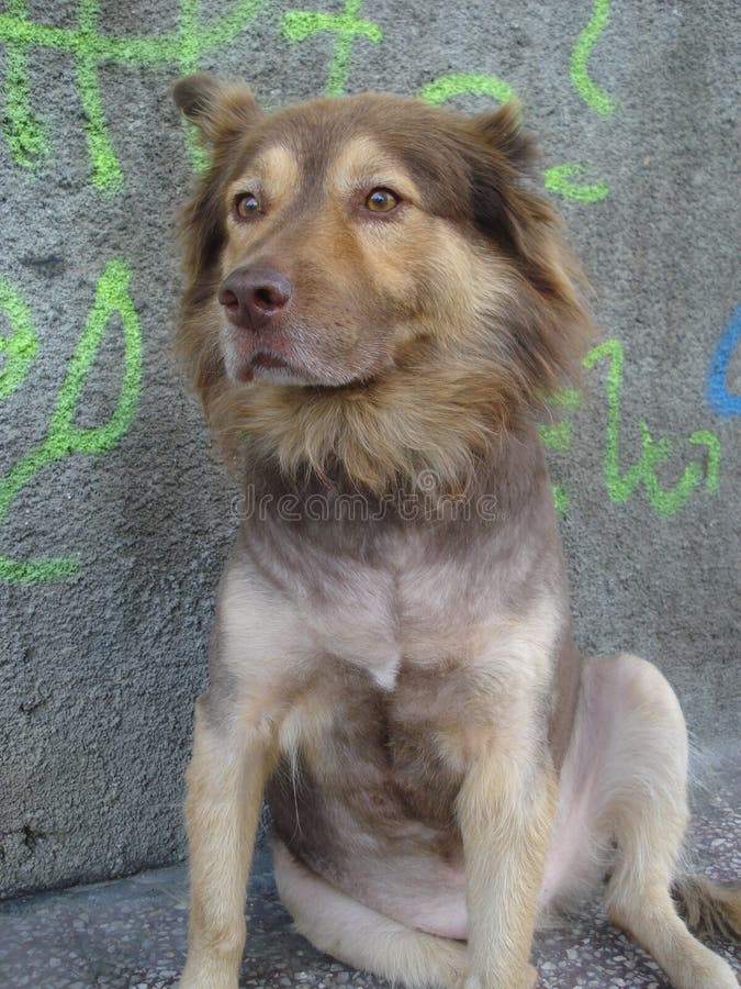 Street dog portrait stock image. Image of grey, eyes - 47404017