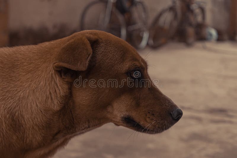 Shot of Golden Retriever at Home Stock Photo - Image of home, breeder ...