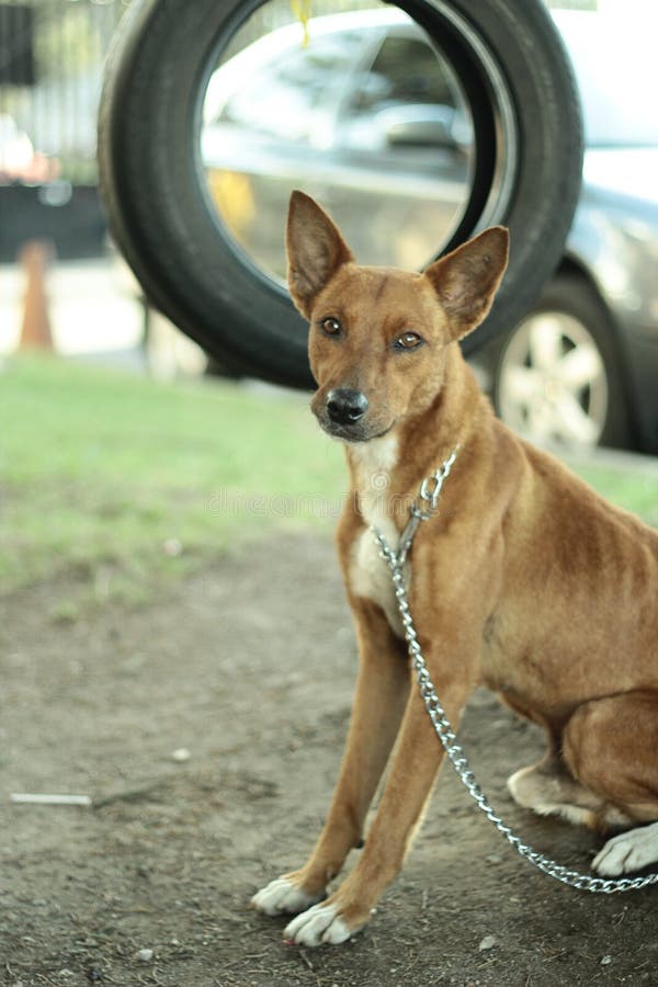 178 Chained To Tree Photos - Free & Royalty-Free Stock Photos from ...