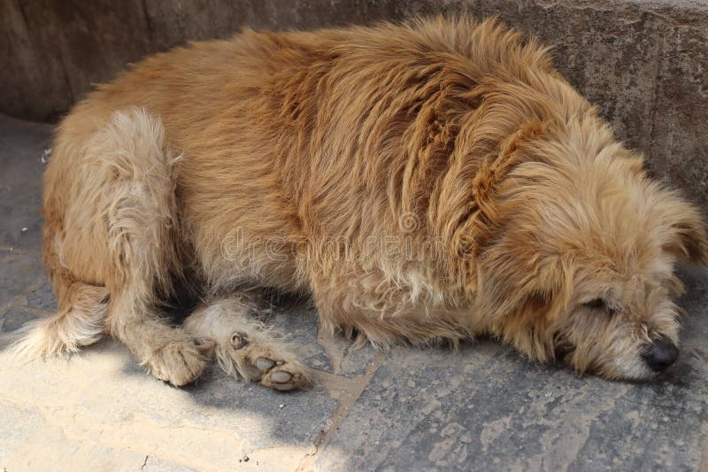 Street Dog Sleeping on the Road Under the Shadow with Sad Face Stock ...