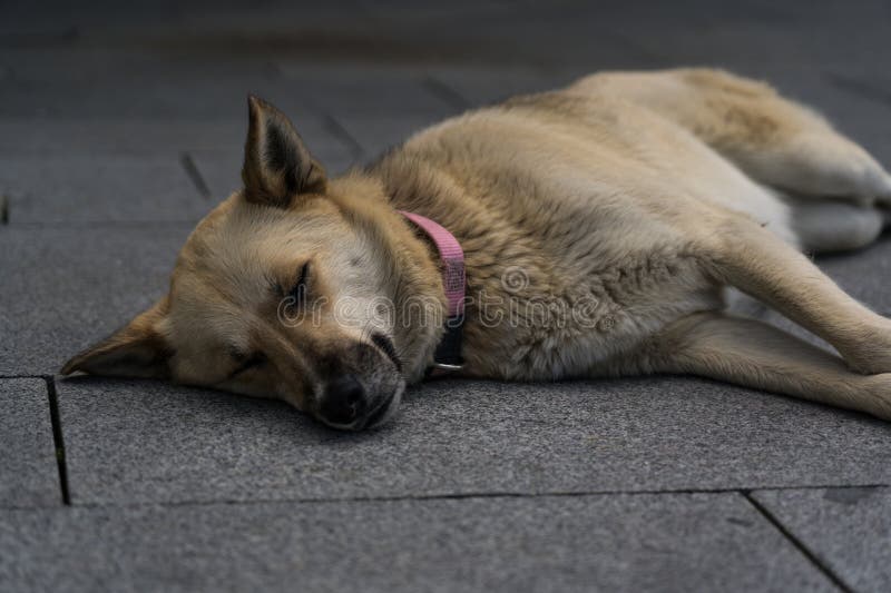 A Street Dog Sleeps Lying on a Sidewalk Tile Stock Photo - Image of ...