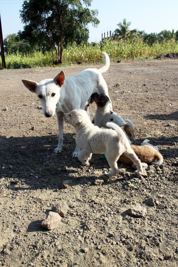 Street Dogs stock photo. Image of kids, dogs, street - 15520452
