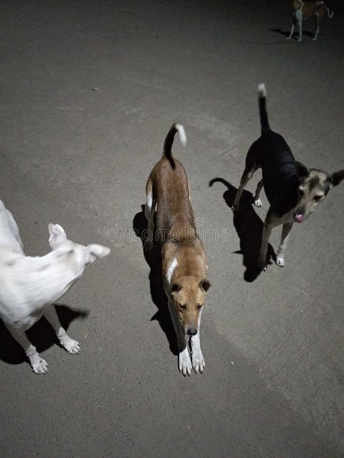 Street dogs stock photo. Image of dogs, night, welcome - 123490000