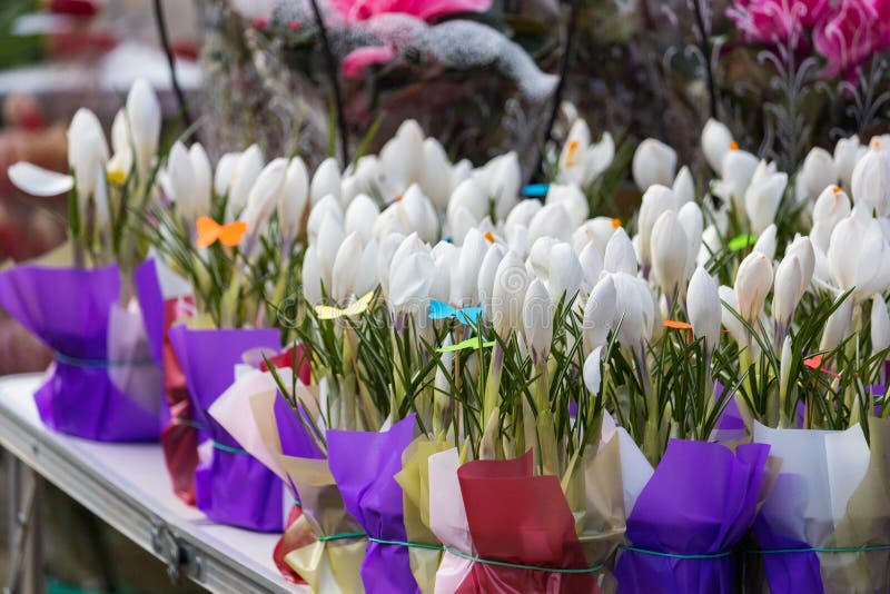 Street Flower Trade. Selective Focus Background and Copy Space for Text ...