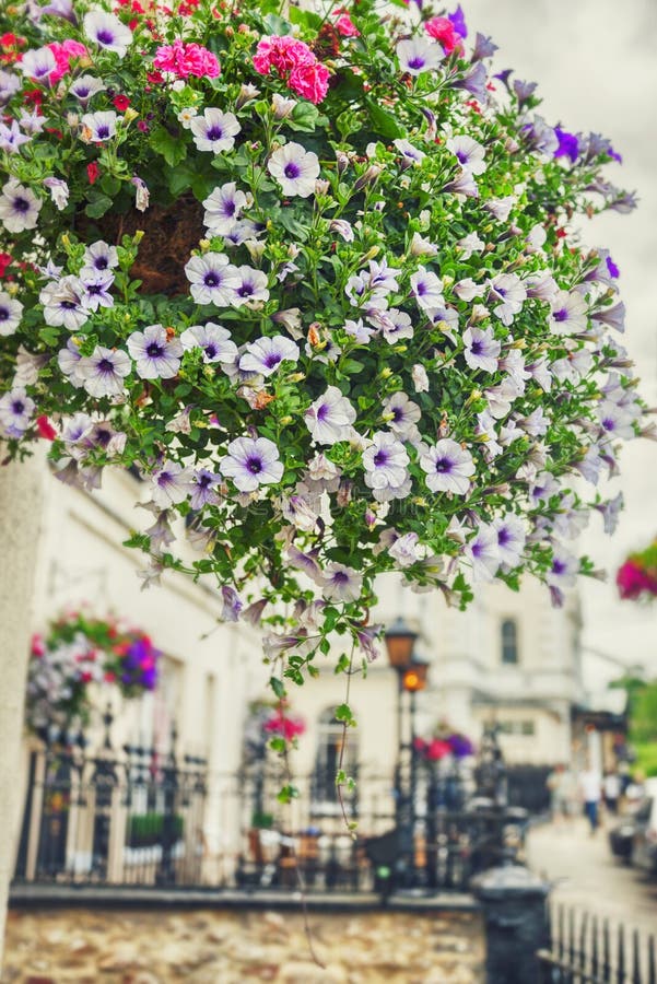 Street flowers stock image. Image of city, terrace, view - 43902383