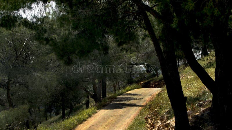 Street in the forest stock photo. Image of woodland - 330358668