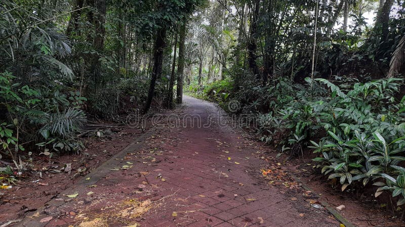 A Street Go through into the Forest Stock Photo - Image of tree, trees ...