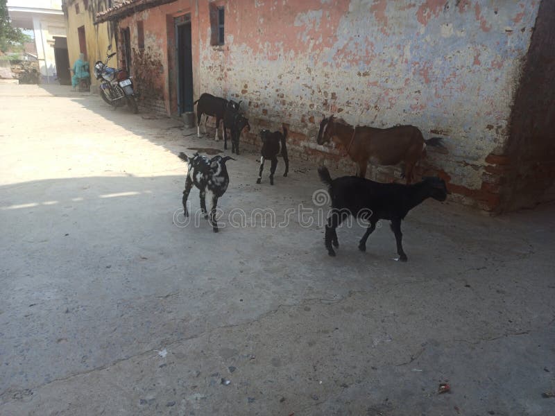 Street Goats ( Street Animal) Stock Image - Image of pasture, carnivore ...