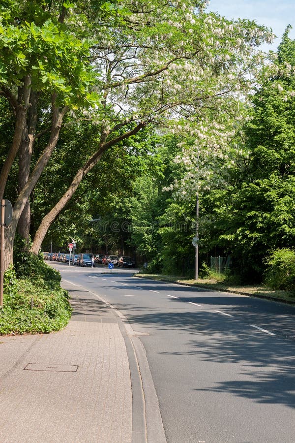 Street with green trees stock image. Image of environment - 199035489
