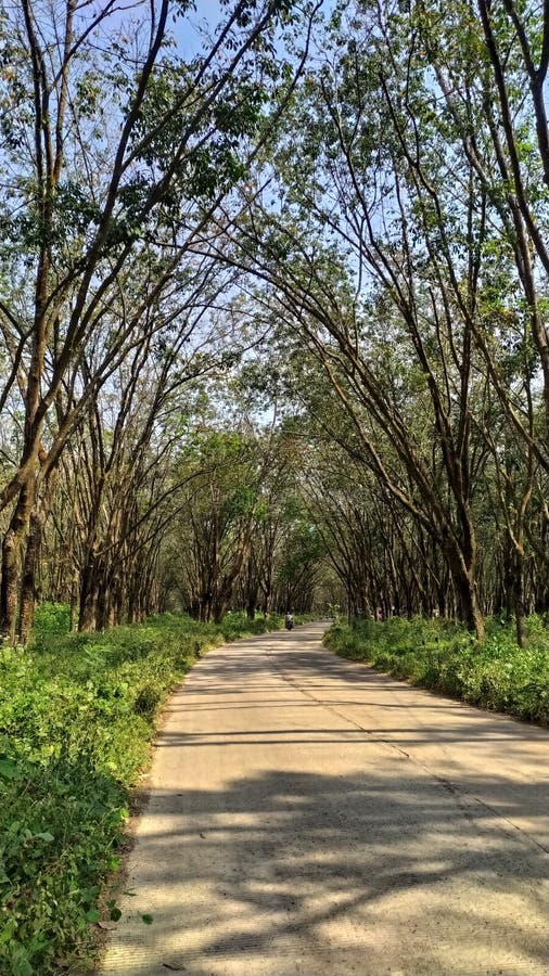 Street with Green Trees Rubber Tree Stock Photo - Image of street ...