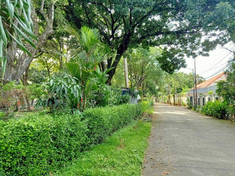 Street Green Views Aesthetic Trees Stock Photo - Image of aesthetic ...
