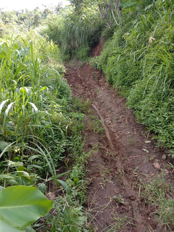 Jungle01 Stock Photos - Free & Royalty-Free Stock Photos from Dreamstime