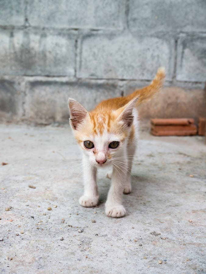 The Street kitten stock photo. Image of white, playing - 76140994