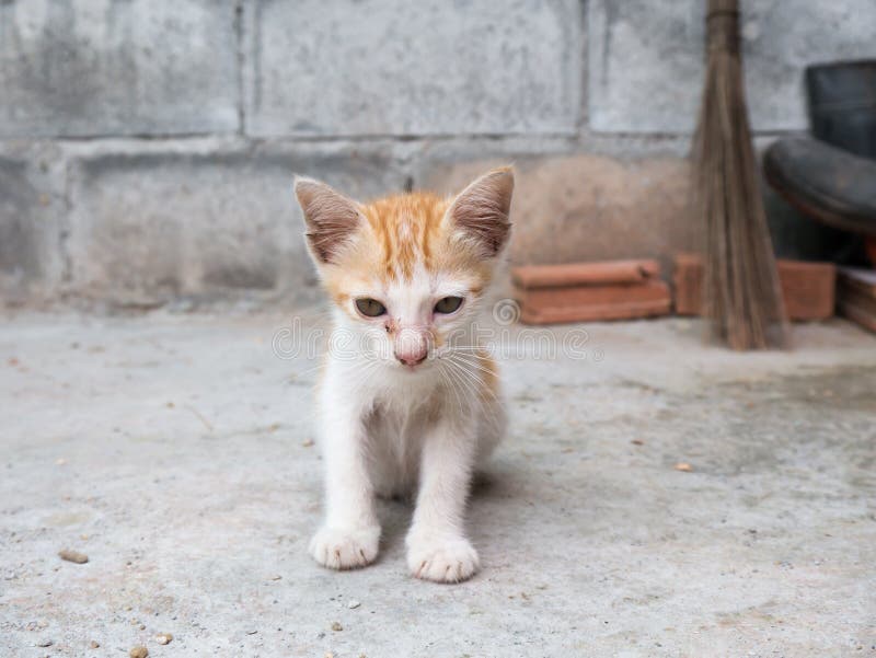 The Street kitten stock image. Image of dirty, soft, nature - 76141105