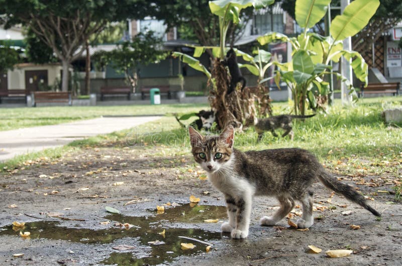 Little street cat stock photo. Image of outdoor, mammal - 151237184
