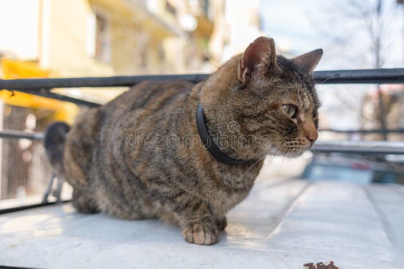 Street kitten posing stock image. Image of garden, homeless - 89077721