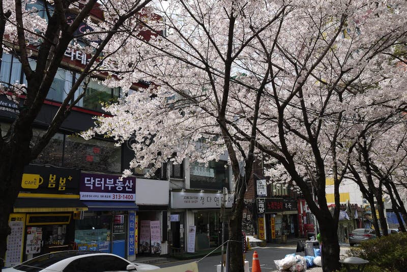 Street in Korea with Cherry Blossoms Editorial Stock Image - Image of ...