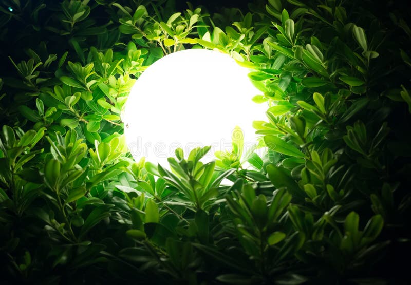 Street lamp in bush stock photo. Image of bulb, dark - 55212286