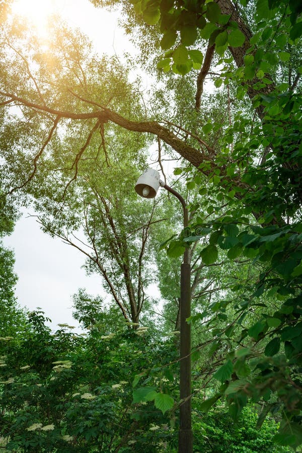 Street lamp in the forest stock photo. Image of outdoor - 55821690