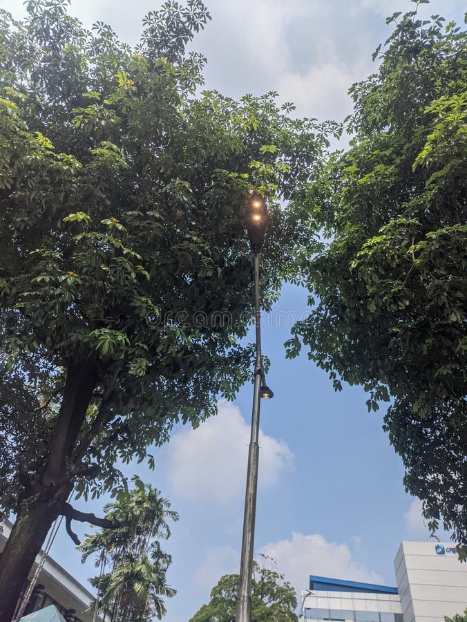 Street Lamp Illuminated during Daylight between Trees Stock Image ...