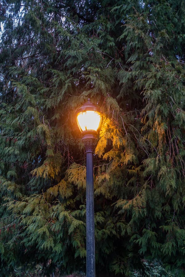 Street Lamp and Trees stock photo. Image of glowing - 109491100
