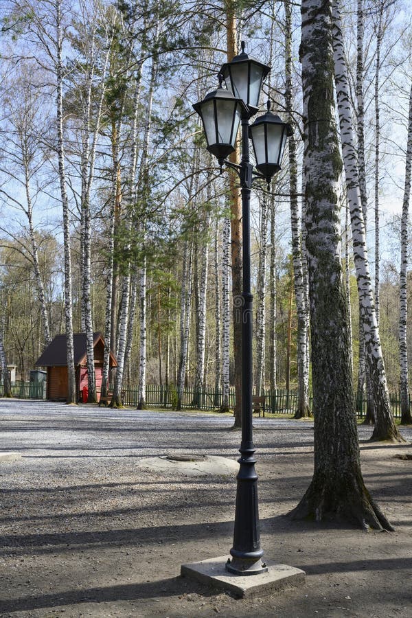 A Street Lantern with Three Lamps in a Park with Birch Trees in Siberia ...