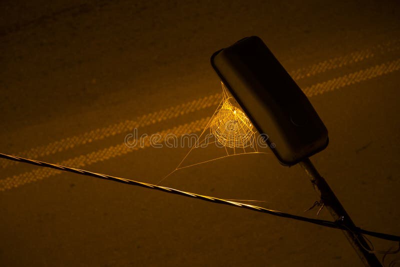 Street Light Lamp and Spider Web at Night Stock Image - Image of drip ...