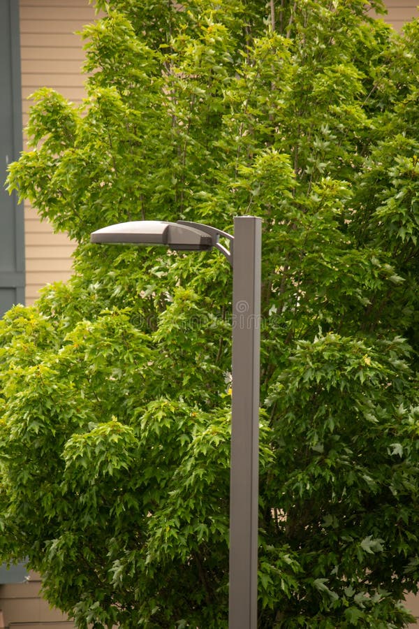 A street light near a tree stock photo. Image of leaf - 320877256