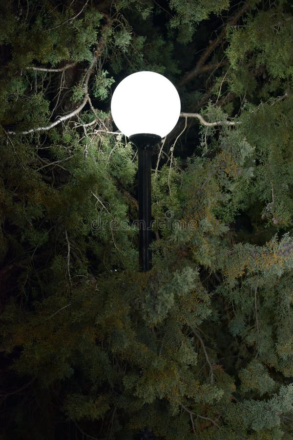 Street Light Tree Branches Night Stock Image - Image of pole, black ...