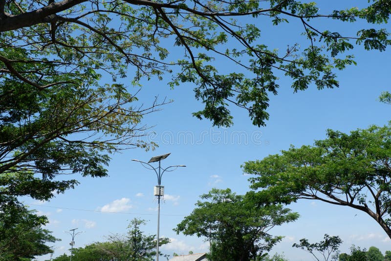 Street Light among the Trees in the Evening Stock Photo - Image of ...