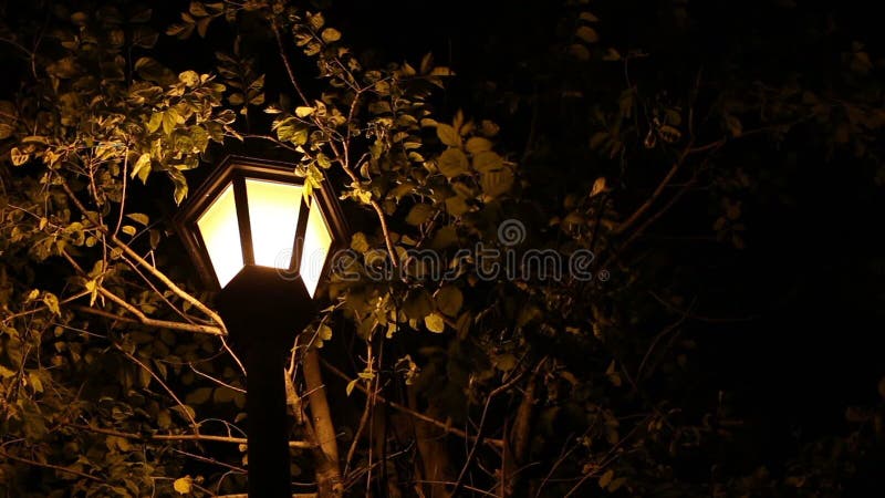 Street Light Under Trees at Night Stock Video - Video of bright, light ...