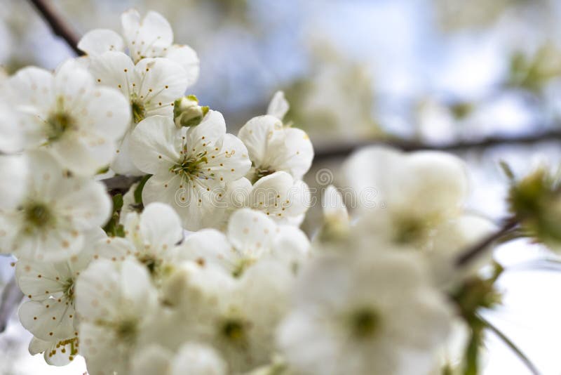 Street Lighting. Cherry Tree Blossoms Under a Blue Sky Stock Photo ...