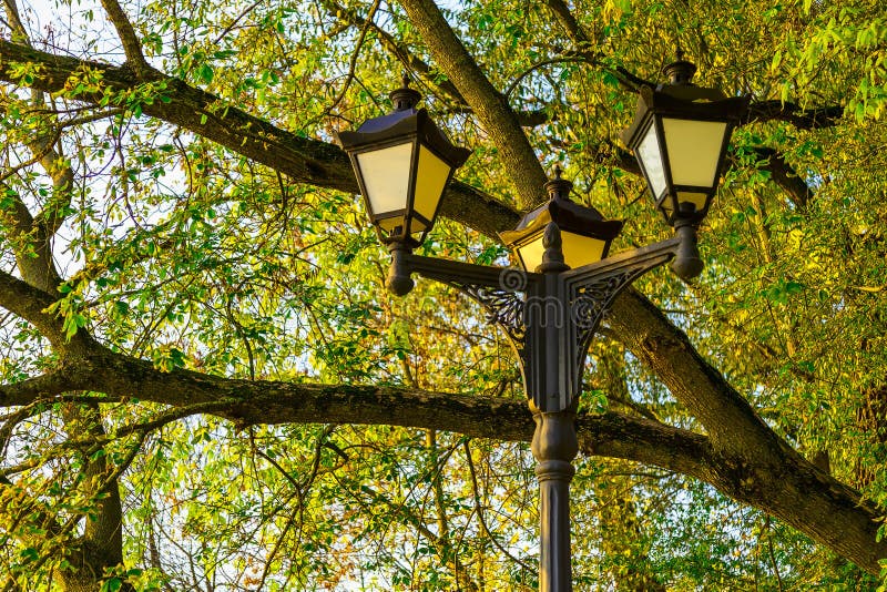 Street Lights on the Background of Tree Branches Stock Image - Image of ...
