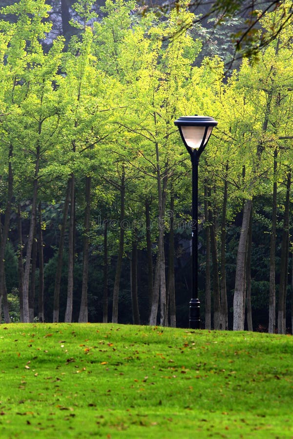 The Street Lights and Trees in the Park Stock Image - Image of lights ...