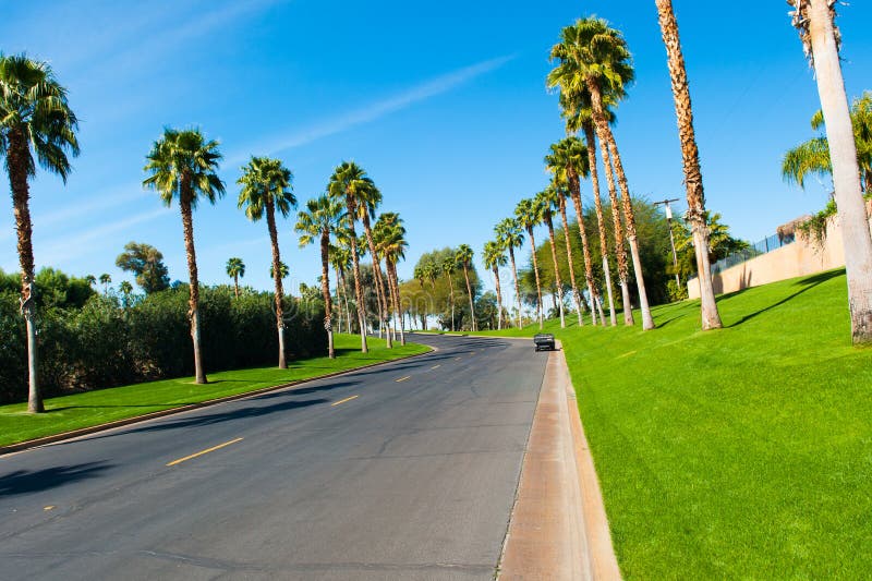 Street Lined with Palm Trees and Grass Stock Image - Image of home ...
