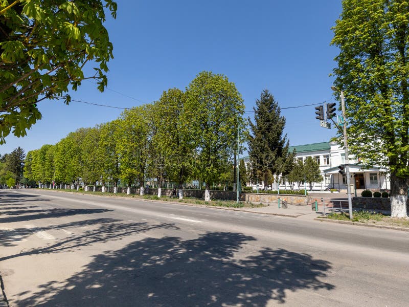 A Street Lined with Trees on Both Sides of the Road Stock Image - Image ...