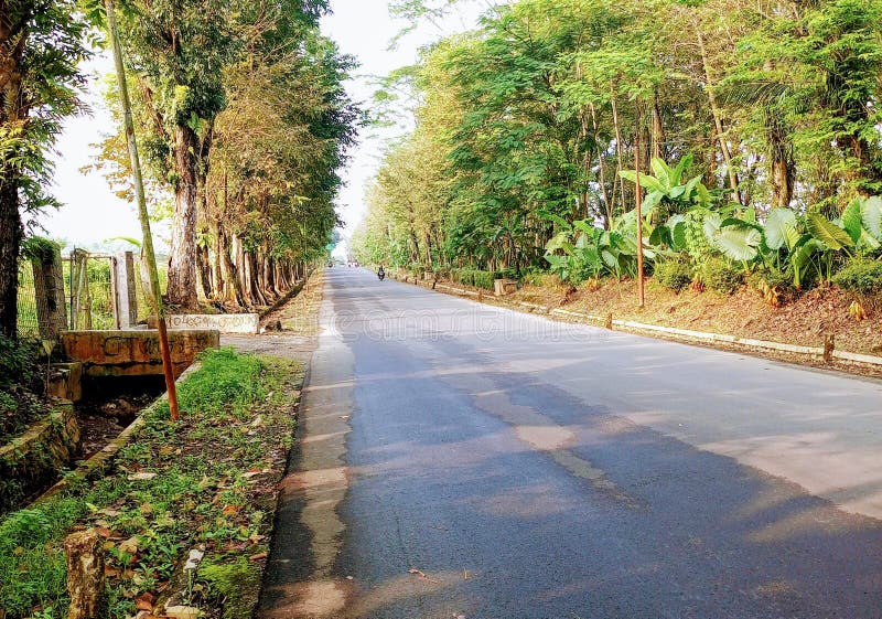 A Street Lined with Trees Decorating it Stock Image - Image of street ...