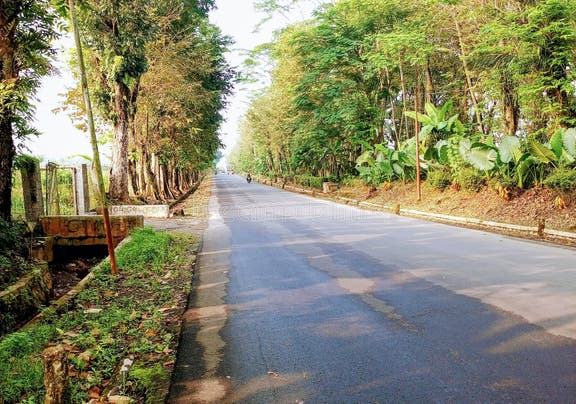 A Street Lined with Trees Decorating it Stock Image - Image of street ...