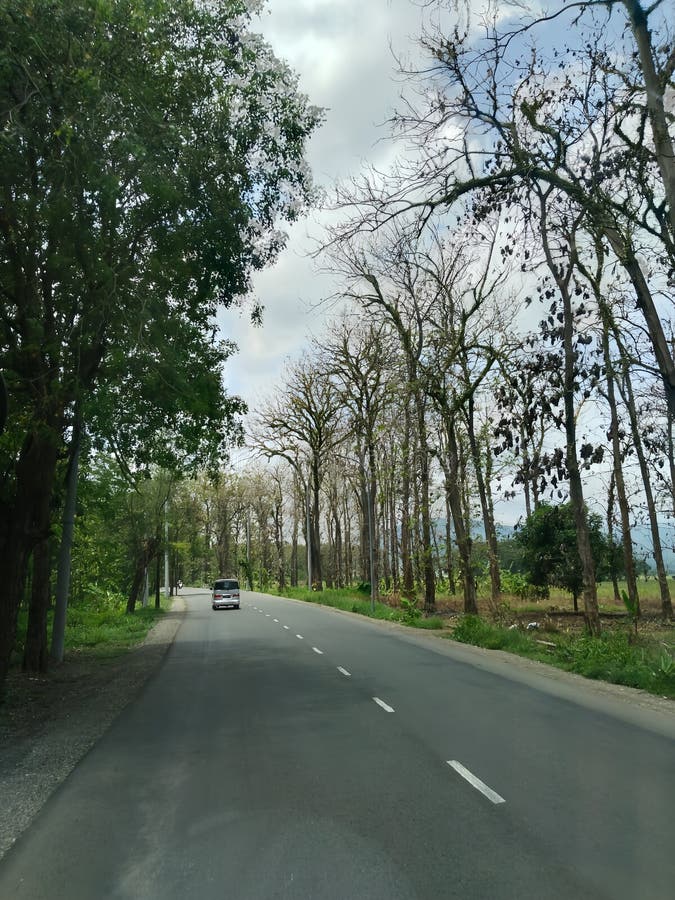 A Street with Lots of Trees on Each Side Stock Photo - Image of trees ...
